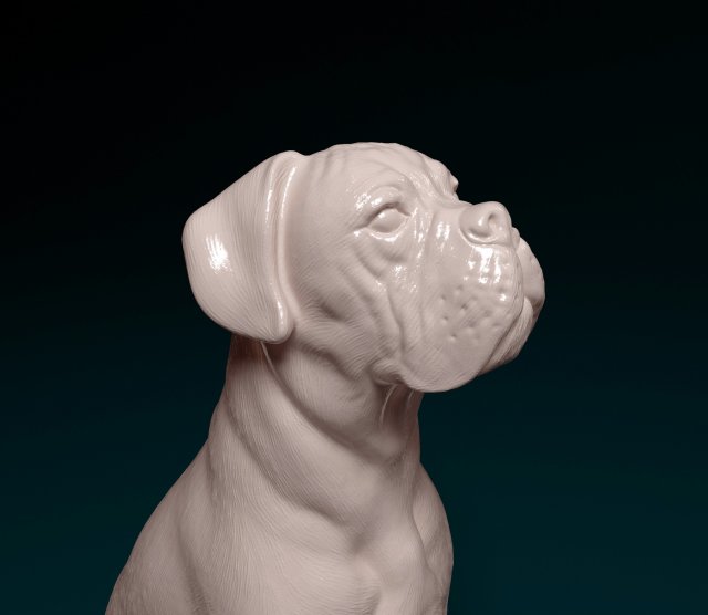 Boxer dog sitting 3D Print Model in Figurines 3DExport