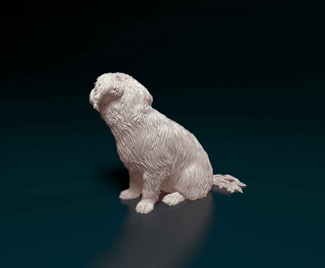 Maltese 3D Print Model in Figurines 3DExport
