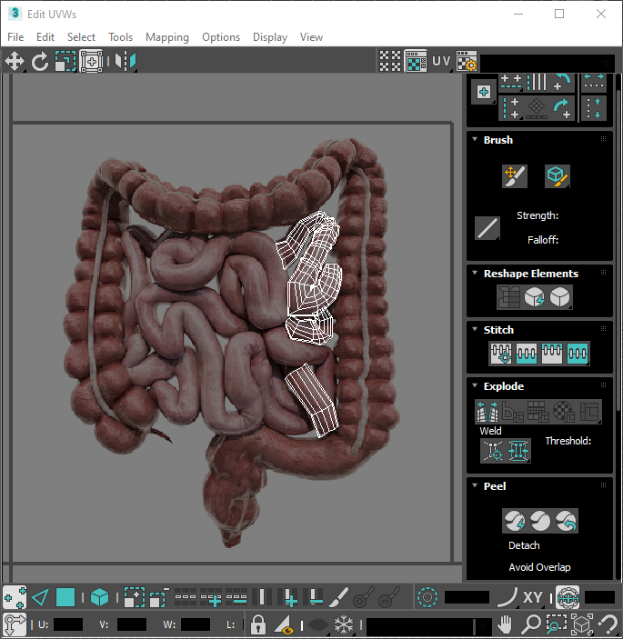 Colon Anatomy 3d