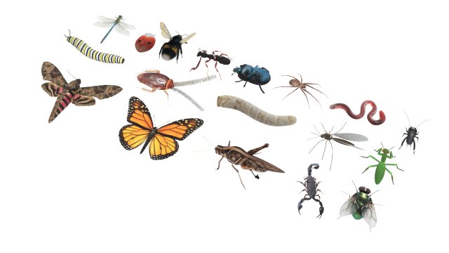 Insects Set 3D Model in Insects 3DExport