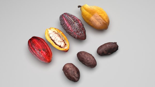 Cocoa Fruits and Beans Set 3D Model in Miscellaneous 3DExport