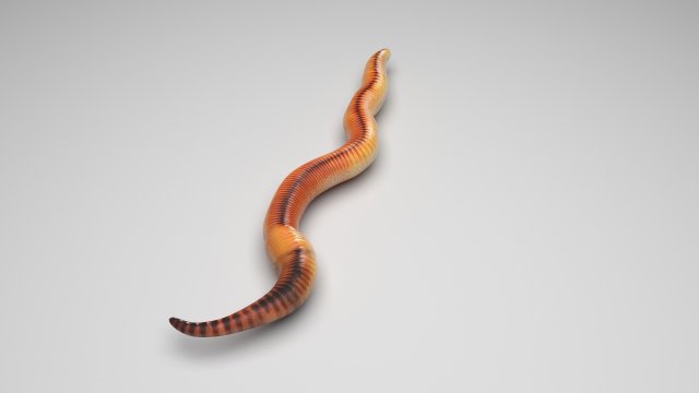 Earthworm 3D Model in Insects 3DExport
