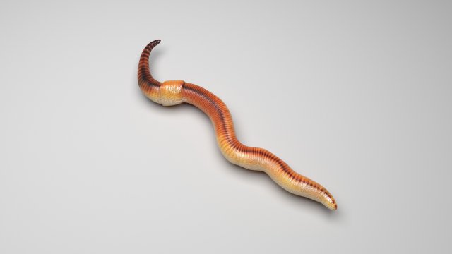 Earthworm 3D Model in Insects 3DExport