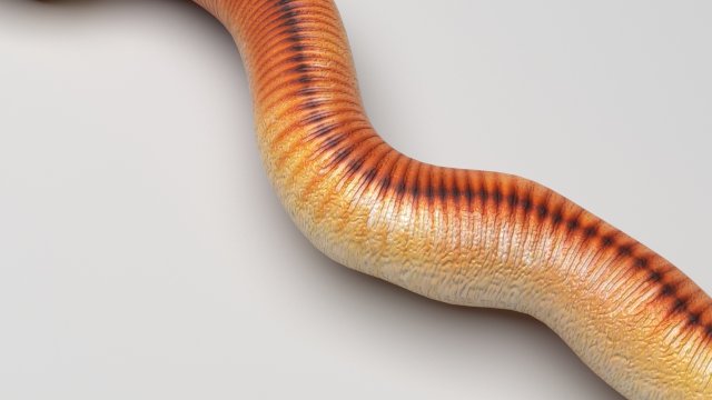 Earthworm 3D Model in Insects 3DExport