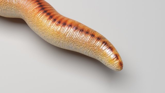 Earthworm 3D Model in Insects 3DExport