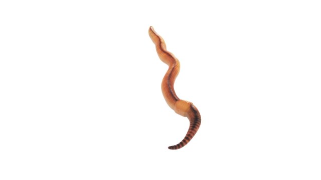 Earthworm 3D Model in Insects 3DExport