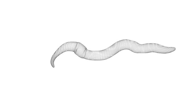 Earthworm 3D Model in Insects 3DExport