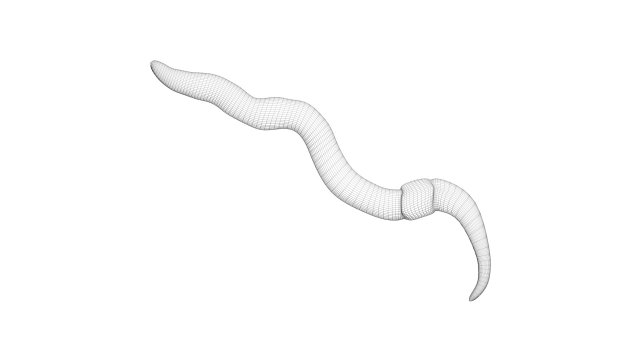 Earthworm 3D Model in Insects 3DExport