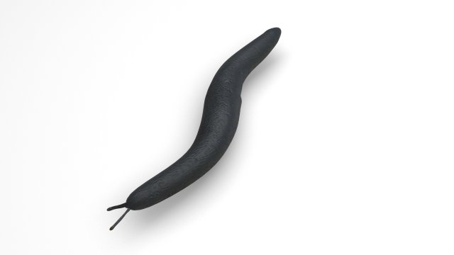 Flatworm 3D Model in Insects 3DExport