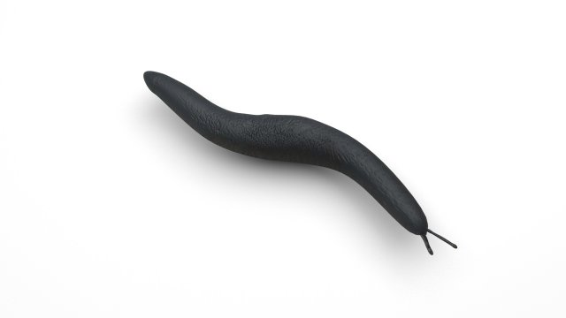 Flatworm 3D Model in Insects 3DExport