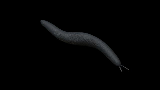Flatworm 3D Model in Insects 3DExport