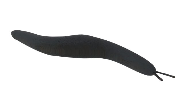 Flatworm 3D Model in Insects 3DExport