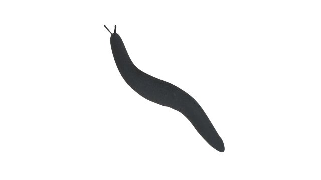 Flatworm 3D Model in Insects 3DExport