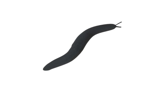 Flatworm 3D Model in Insects 3DExport