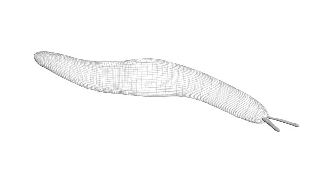 Flatworm 3D Model in Insects 3DExport