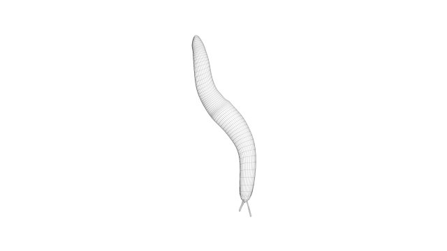 Flatworm 3D Model in Insects 3DExport