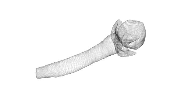 Clove 3D Model in Miscellaneous 3DExport