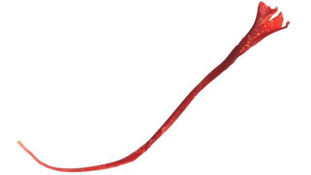 Saffron 3D Model in Miscellaneous 3DExport