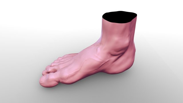 Leg 3D Model in Anatomy 3DExport