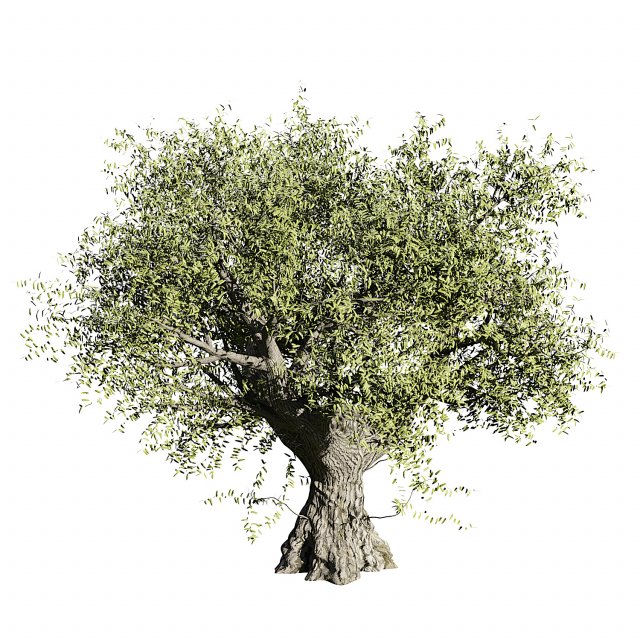 Olive tree 3D Model in Tree 3DExport