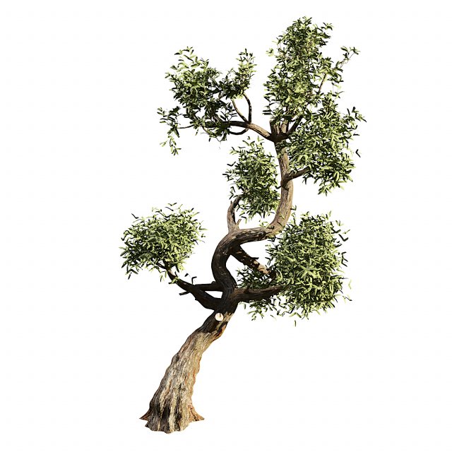 Olive tree 3D Model in Tree 3DExport