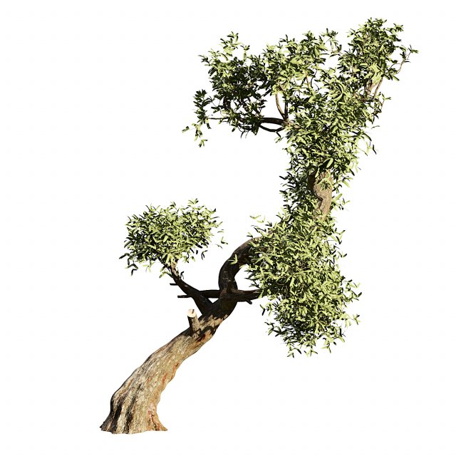 Olive tree 3D Model in Tree 3DExport