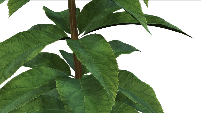 Animated Hydrangea Plant - Enhance Your Spaces with Realism and ...