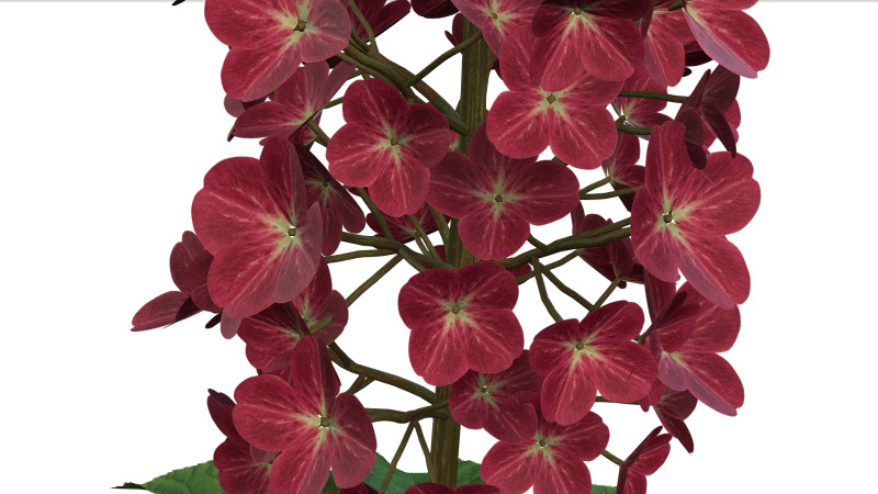 Animated Hydrangea Plant - Enhance Your Spaces with Realism and ...