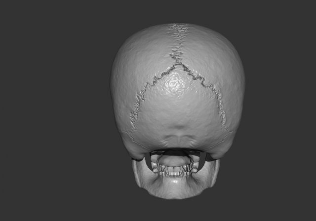 Scull 3D Print Model in Anatomy 3DExport