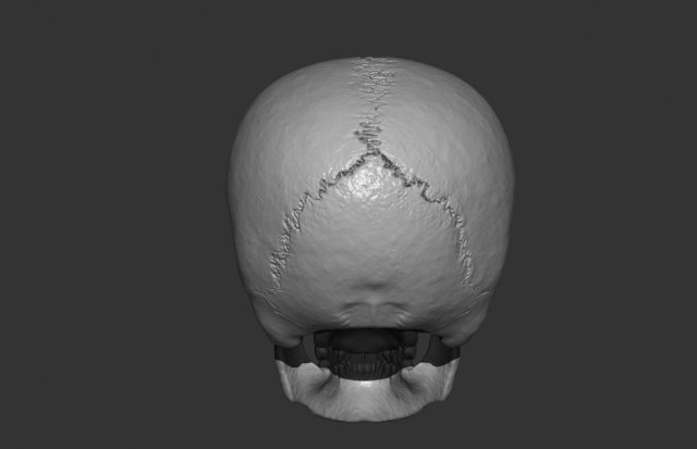 Scull 3D Print Model in Anatomy 3DExport
