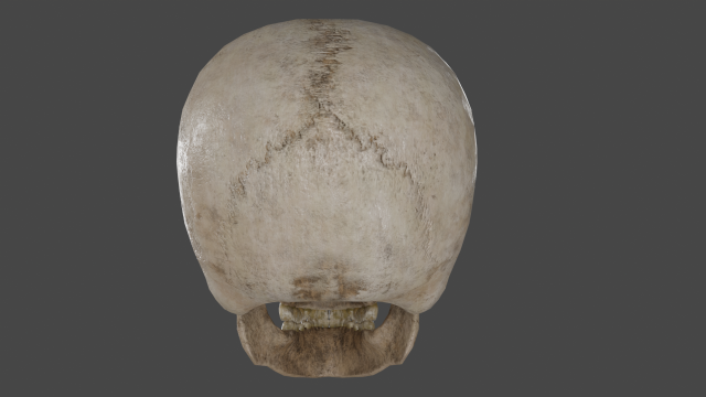 Scull 3D Model in Anatomy 3DExport