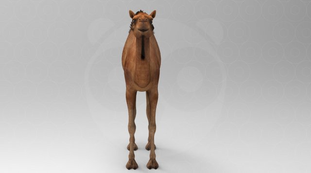 Camel - Rigged - Animated 3D Model in Wildlife 3DExport