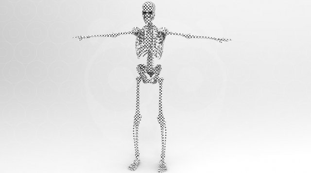 Skeleton - Rigged - Animated 3D Model in Anatomy 3DExport