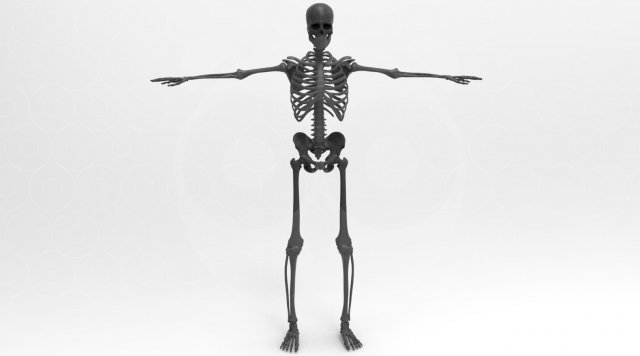 Skeleton - Rigged - Animated 3D Model in Anatomy 3DExport