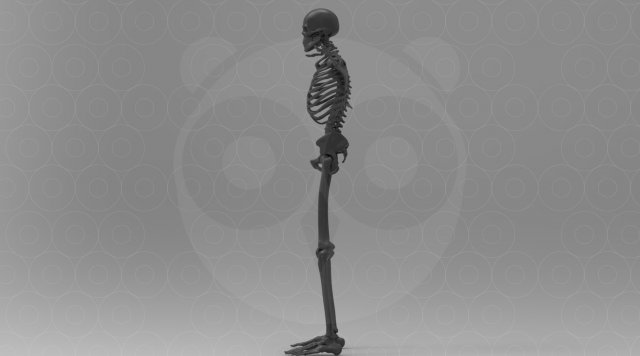 Skeleton - Rigged - Animated 3D Model in Anatomy 3DExport