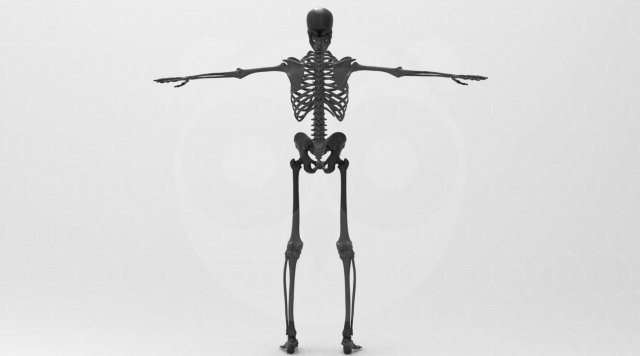 Skeleton - Rigged - Animated 3D Model in Anatomy 3DExport