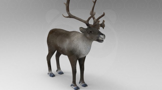 Reindeer 3D Model in Deer 3DExport