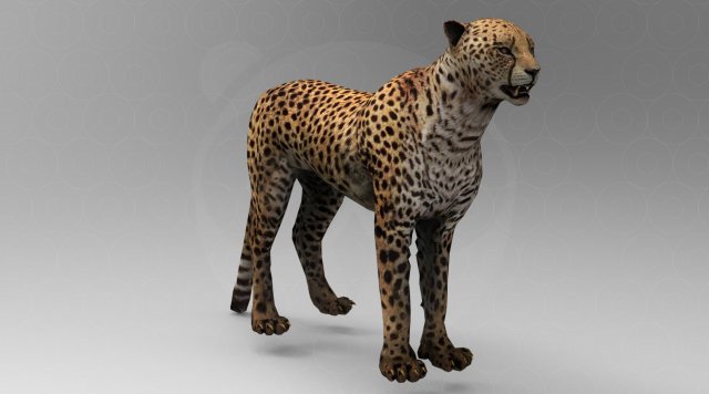 Cheetah - Rigged - Animated 3D Model in Wildlife 3DExport