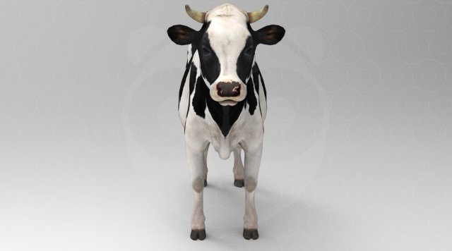 White Cow - Rigged - Animated 3D Model in Cow 3DExport