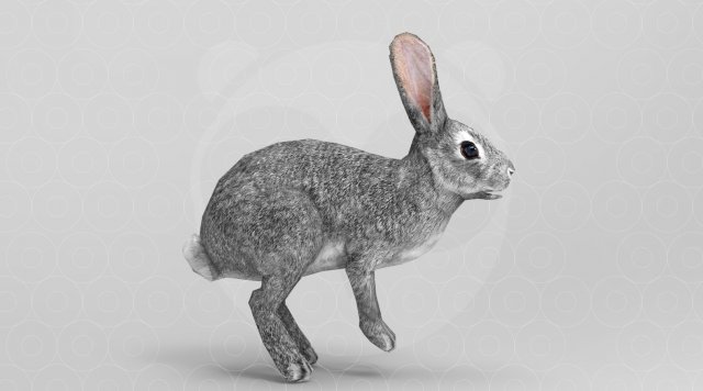 Hare - Rigged - Animated 3D Model in Wildlife 3DExport