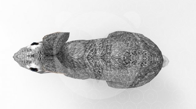 Hare - Rigged - Animated 3D Model in Wildlife 3DExport