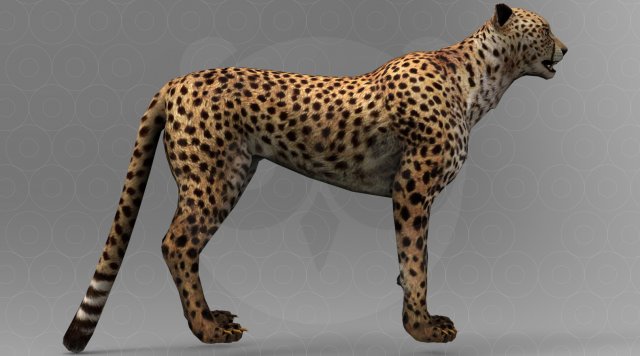 Wild Animal Pack - Rigged - Animated 3D Model in Wildlife 3DExport