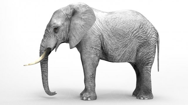 Wild Animal Pack - Rigged - Animated 3D Model in Wildlife 3DExport