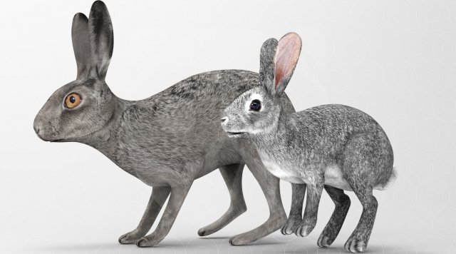 Wild Animal Pack - Rigged - Animated 3D Model in Wildlife 3DExport