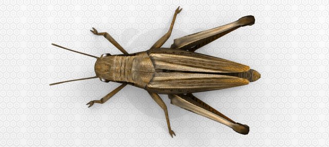 Grasshopper 3D Model in Insects 3DExport