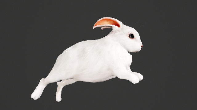 Animated white rabbit 3D Model in Rodent 3DExport