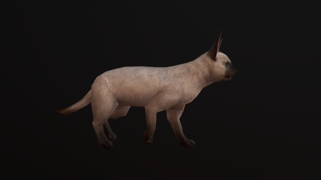 Animated siamese cat 3D Model in Cat 3DExport