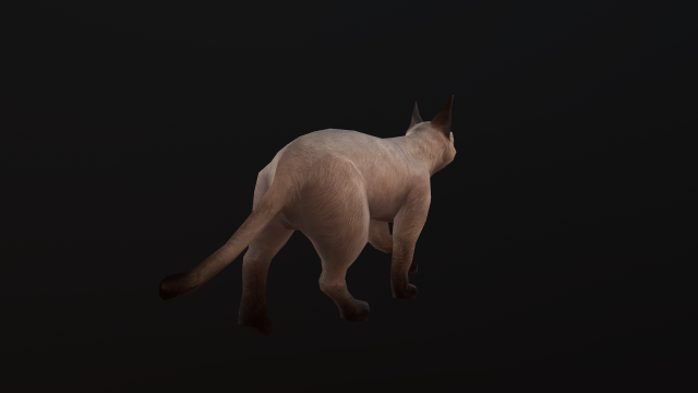 Animated siamese cat 3D Model in Cat 3DExport