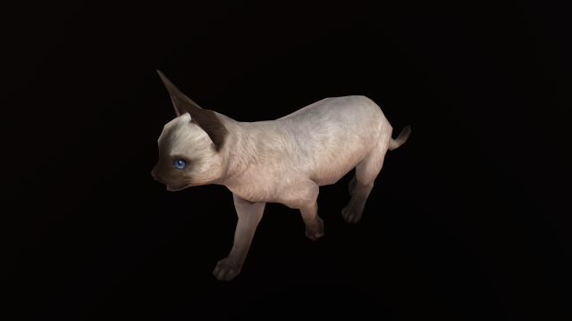 Animated siamese cat 3D Model in Cat 3DExport