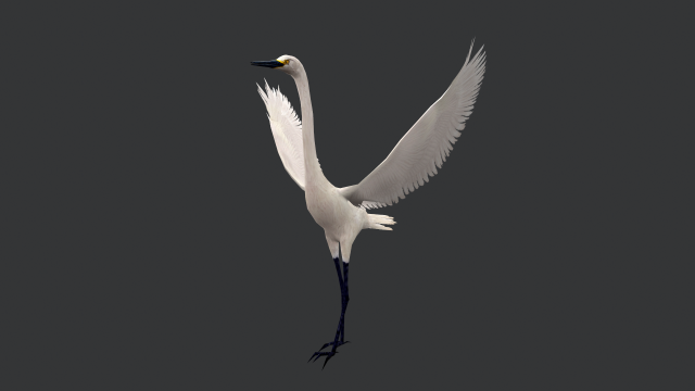 Animated egret 3D Model in Bird 3DExport